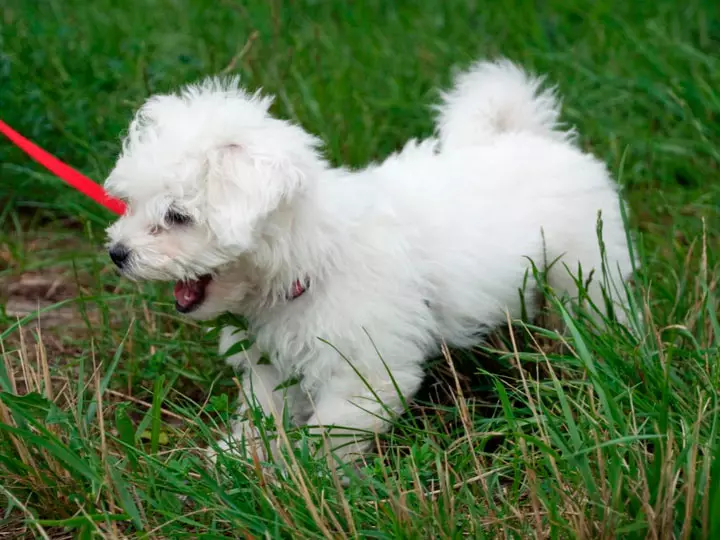 Bolognese (İtalyan lapdog): cinsin tanımı, köpeklerin fotoğrafları 4351_9