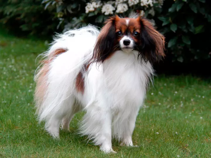Phalen (Continental Toy Spaniel): description of the breed with photos and videos 4354_13