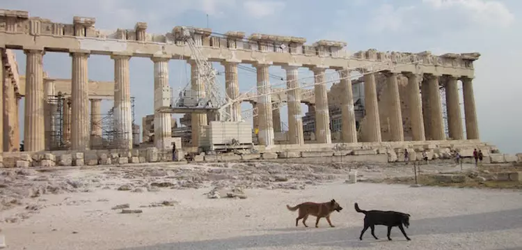 Greek universal dog Alopekis