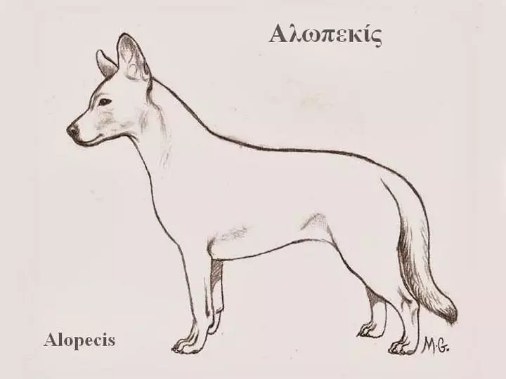 Alopekis (Small Greek dog): description of the breed with photos and videos 4362_15