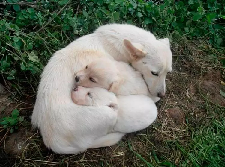 puppies with mother of breed Alopekis