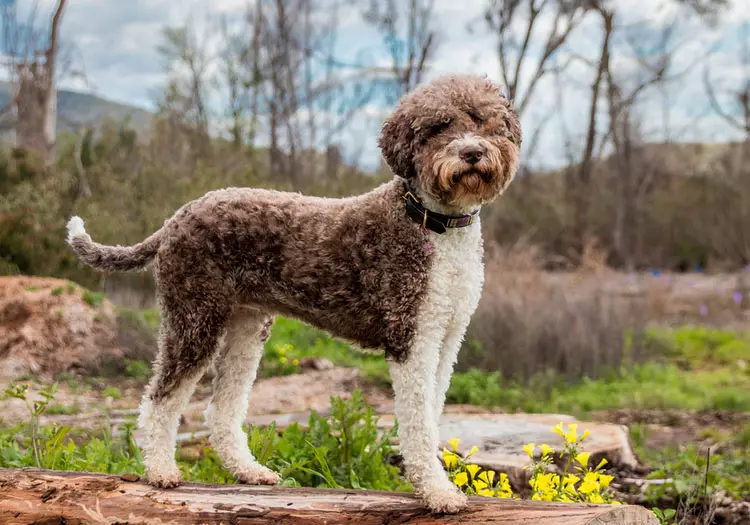 Lagotto Romagnolo (uisce na hIodáile): tuairisc ar an bpór le grianghraf agus físeán