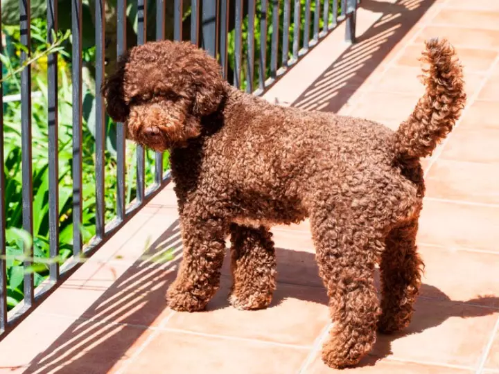 Lagotto Romagnolo (이탈리아 물) : 사진 및 비디오가있는 품종 설명 4364_10