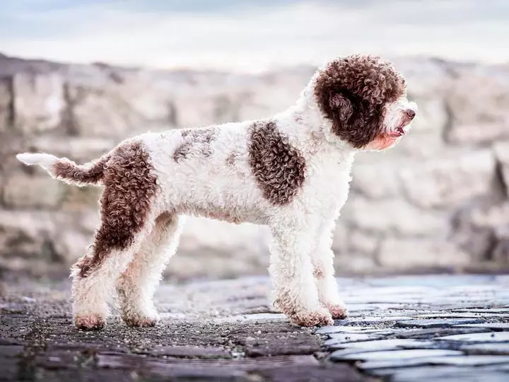 Lagotto Romagnolo (talianska voda): popis plemena s fotografiou a videom 4364_11