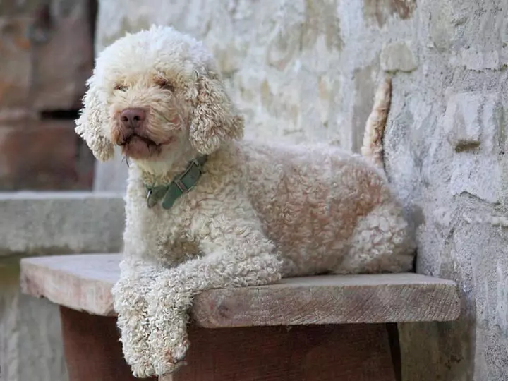 Lagotto Romagnolo (ទឹកអ៊ីតាលី)៖ ការពិពណ៌នាអំពីពូជជាមួយរូបថតនិងវីដេអូ 4364_12