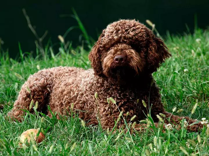 Lagotto Romagnolo (ইতালীয় জল): ফটো এবং ভিডিও সহ জাতের বর্ণনা 4364_13