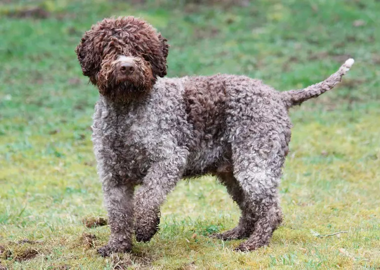 ពូជឆ្កែ Lagotto Romagnolo