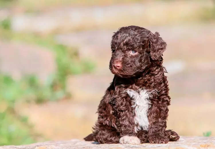 ラゴットロマーニョロ子犬