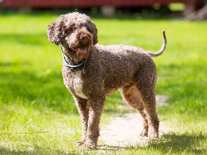 Lagotto Romagnolo (ទឹកអ៊ីតាលី)៖ ការពិពណ៌នាអំពីពូជជាមួយរូបថតនិងវីដេអូ 4364_4