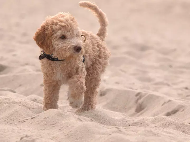 Lagotto Romagnolo (Italjaansk wetter): beskriuwing fan it ras mei foto en fideo 4364_5