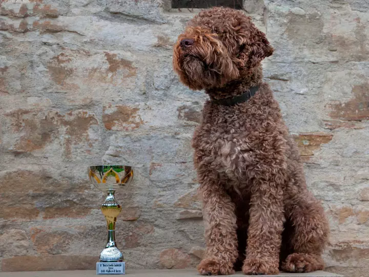 Lagotto Romagnolo (talianska voda): popis plemena s fotografiou a videom 4364_6