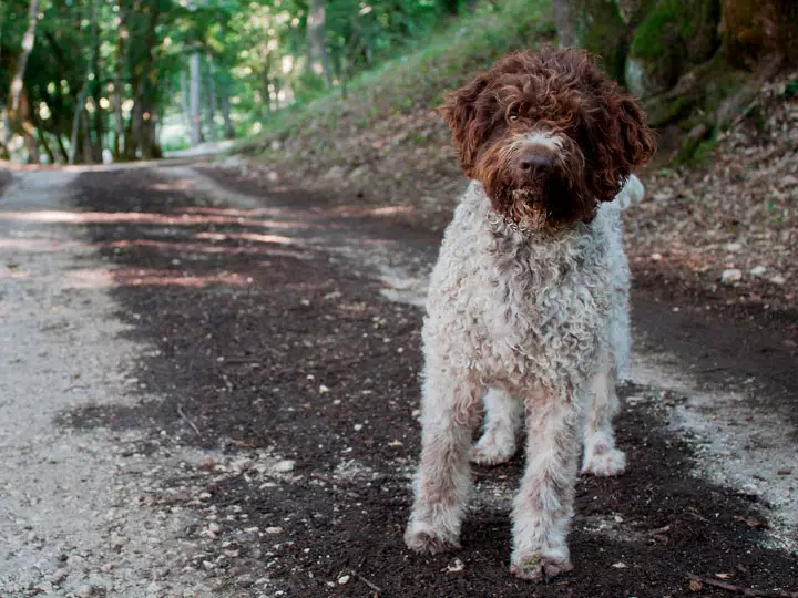 Lagotto Romagnolo (ទឹកអ៊ីតាលី)៖ ការពិពណ៌នាអំពីពូជជាមួយរូបថតនិងវីដេអូ 4364_7