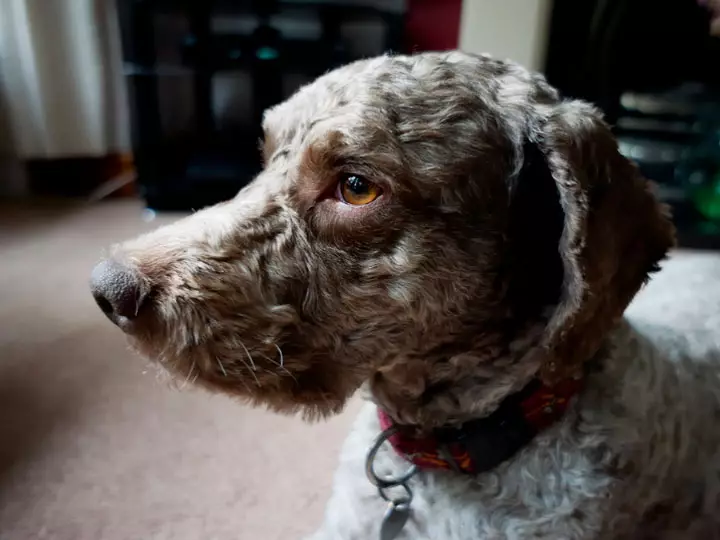 Lagotto Romagnolo (talianska voda): popis plemena s fotografiou a videom 4364_8