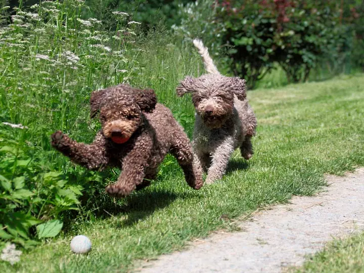 Lagotto Romagnolo (이탈리아 물) : 사진 및 비디오가있는 품종 설명 4364_9