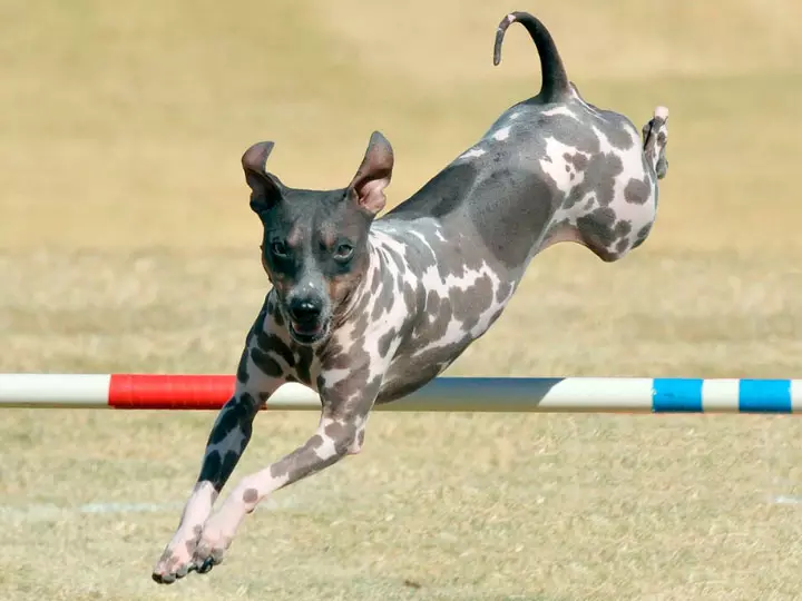 Amerika Tüksüz Terrier: it və cinsin fotoşəkilləri və videoları ilə təsviri 4383_12