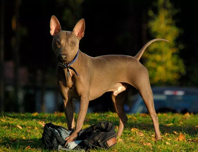 inja ezalela i-American hairless Terrier