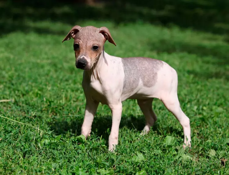 Amerikalı Saçsız Terrier balası