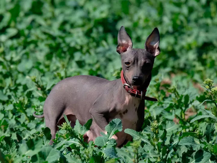 Amerika Tüksüz Terrier: it və cinsin fotoşəkilləri və videoları ilə təsviri 4383_8