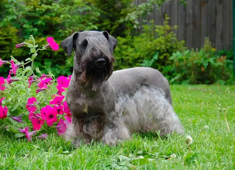 Chithunzi cha Czech terrier