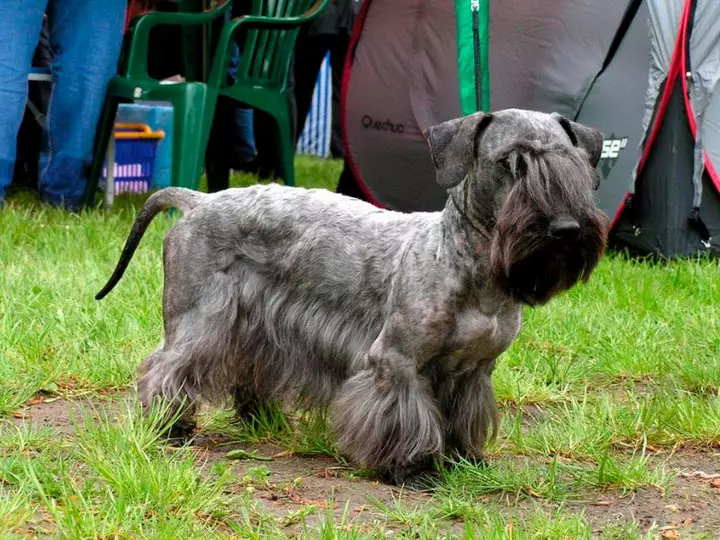 Czech Terrier: katrangan babagan anakan asu kanthi foto lan video 4418_11