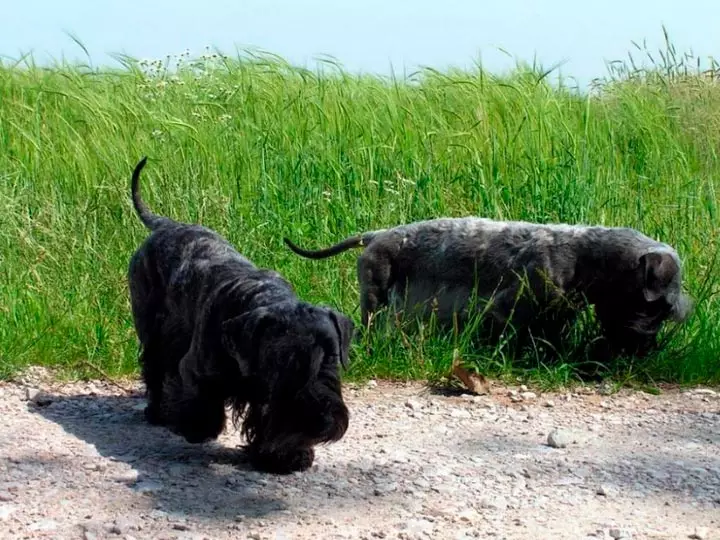 Czech Terrier: katrangan babagan anakan asu kanthi foto lan video 4418_12