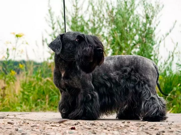 Czech Terrier: kufotokozera mtundu wa agalu ndi zithunzi ndi makanema 4418_13