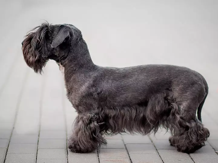 Czech Terrier: kufotokozera mtundu wa agalu ndi zithunzi ndi makanema 4418_14