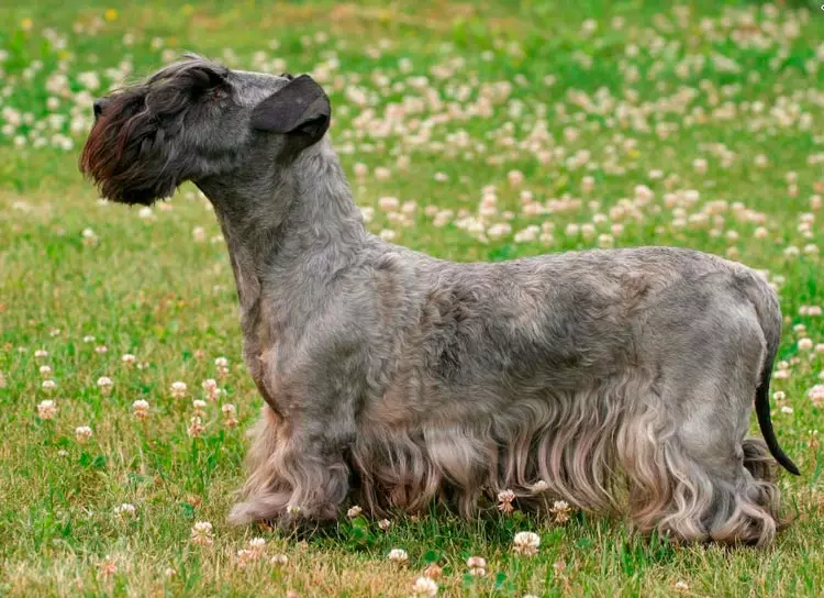 mtundu wa agalu waku Czech terrier