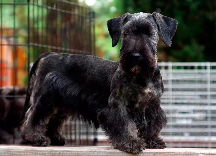 galu woweta Czech Terrier