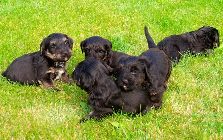 Tsjechische terriër pups