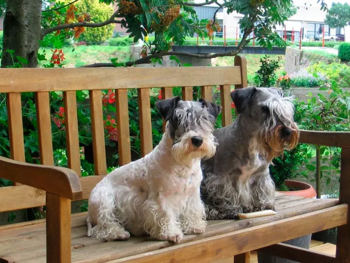 Czech Terrier: kufotokozera mtundu wa agalu ndi zithunzi ndi makanema 4418_5