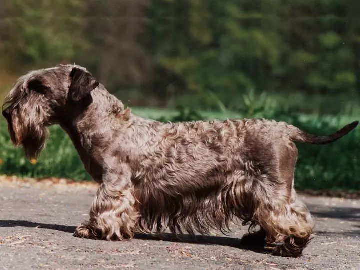 Czech Terrier: kufotokozera mtundu wa agalu ndi zithunzi ndi makanema 4418_8