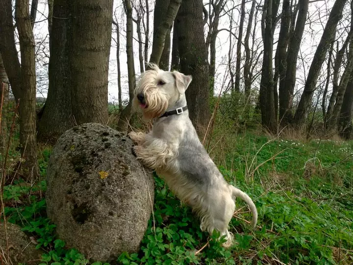 Czech Terrier: kufotokozera mtundu wa agalu ndi zithunzi ndi makanema 4418_9