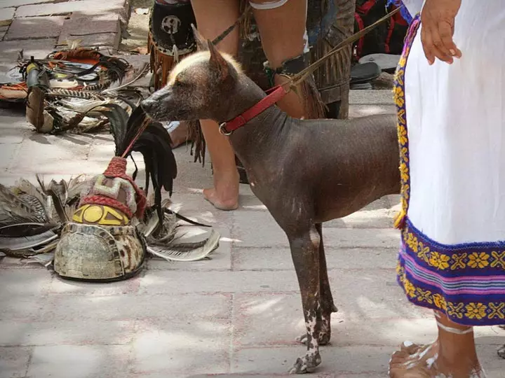 Xoloitzcuintle - kia ŝi estas, meksika hundo: senhara, kalva aŭ kresta? 4422_10