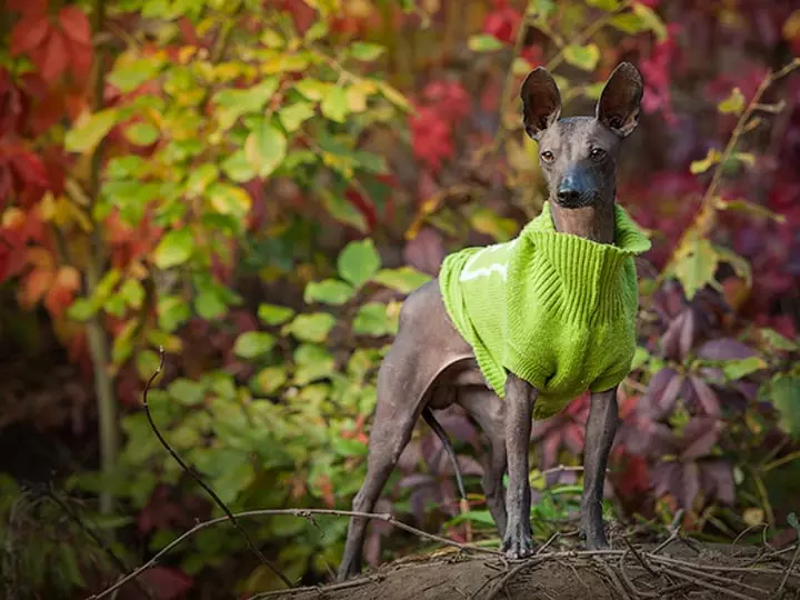 Xoloitzcuintle - איך היא, כלב מקסיקני: חסר שיער, קירח או חזה? 4422_11