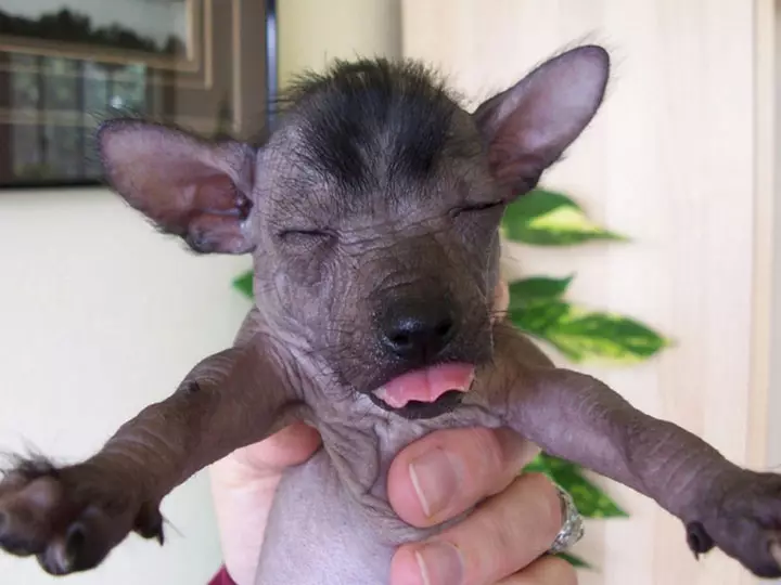 Xoloitzcuintle - kedu ka ọ dị, nkịta Mexico: enweghị ntutu, isi nkwọcha ma ọ bụ mkpuchi? 4422_12