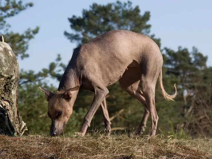 Xoloitzcuintle - ni kama yeye, mbwa wa Mexico: asiye na nywele, mwenye upara au aliyepindika? 4422_13