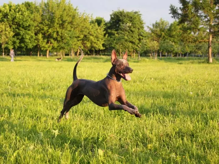 Xoloitzcuintle - manao ahoana izy, alika meksikana: tsy misy volo, sola na volondavenona? 4422_14