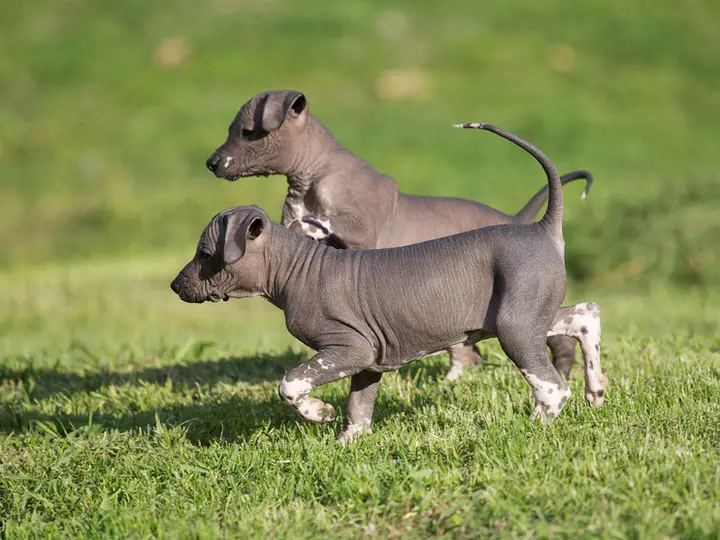 Xoloitzcuintle - kakva je ona, meksički pas: bez dlake, ćelav ili greben? 4422_15