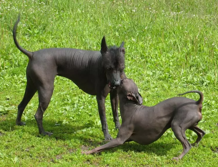 Xoloitzcuintle dogs