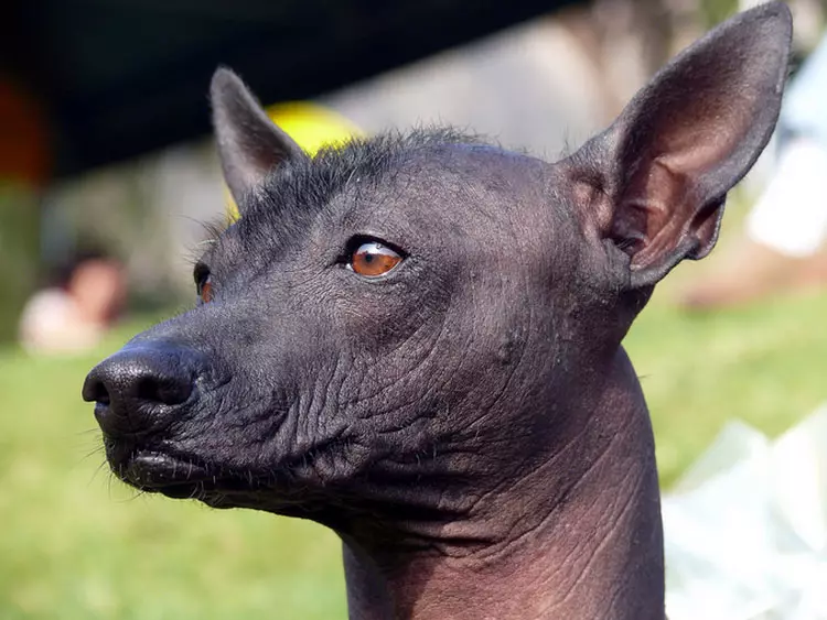 Mexican hairless dog photo