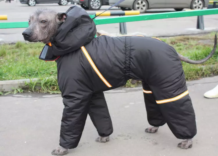 Mexican hairless dog jumpsuit