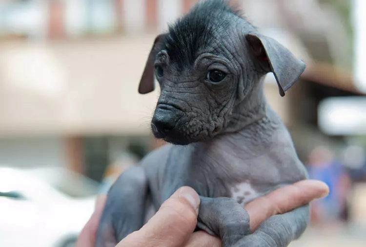 Cachorro de can mexicano sen pelo