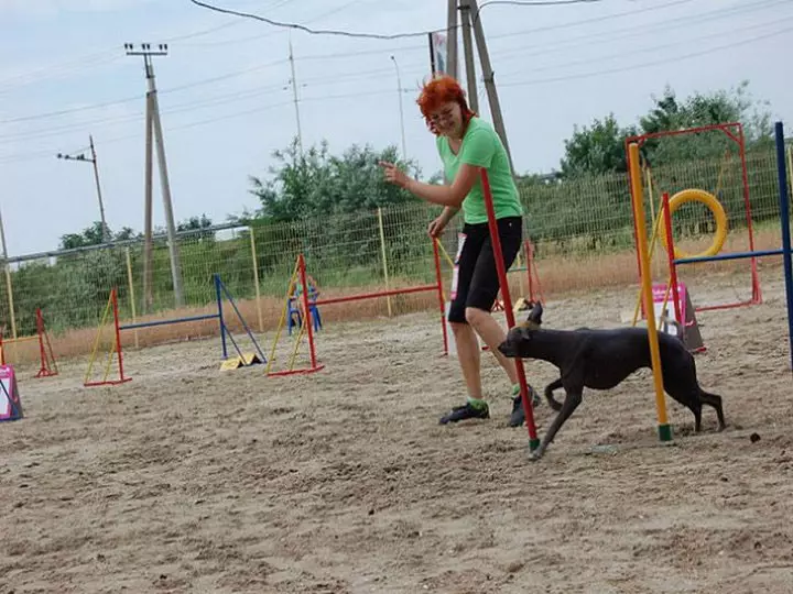 Xoloitzcuintle - kakva je ona, meksički pas: bez dlake, ćelav ili greben? 4422_6