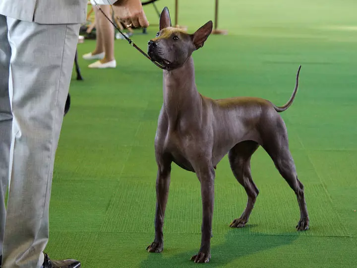 Xoloitzcuintle - kakšna je, mehiški pes: brez dlake, plešast ali grebenast? 4422_8