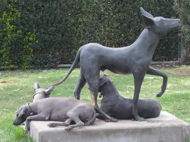 Xoloitzcuintle: como é ela un can mexicano: sen pelo, calvo ou con crista? 4422_9