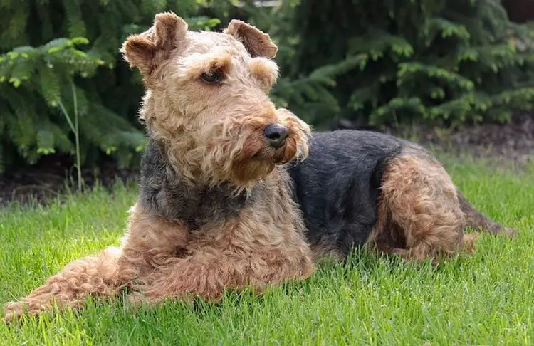 Lakeland Terrier kouche nan zèb la