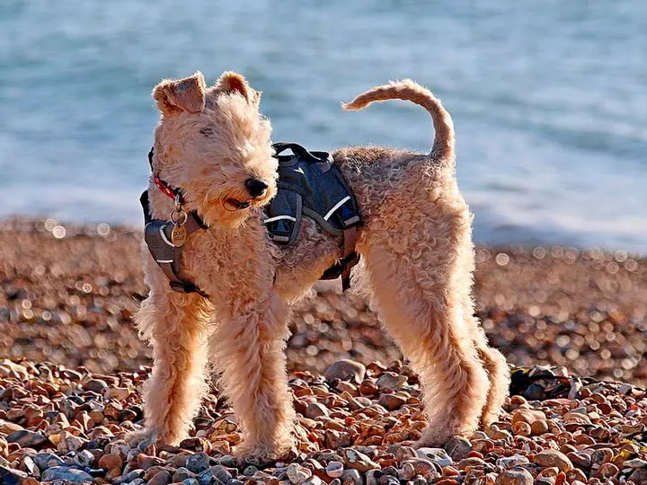 រូបថតរបស់ Lakeland Terrier