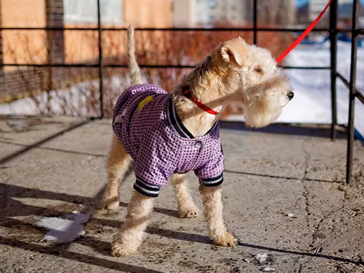 Lakeland Terrier នៅក្នុងសម្លៀកបំពាក់