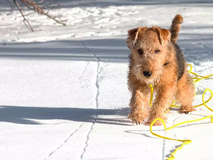 Lakeland Terrier dans la neige